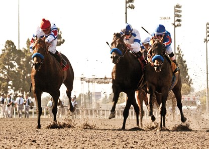 First Dude - Horse Profile - BloodHorse