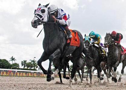 Bahamian Squall - Horse Profile - BloodHorse