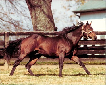 Foolish Pleasure - Slideshow - BloodHorse