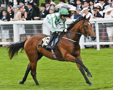 War Command - Horse Profile - BloodHorse