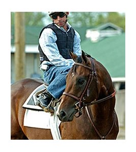 Stallion Sharp Humor Dies in South Korea - BloodHorse