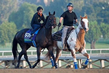 Points Offthebench - Horse Profile - BloodHorse