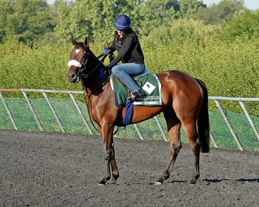 Somali Lemonade - Horse Profile - BloodHorse