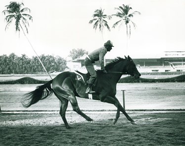 Foolish Pleasure - Slideshow - BloodHorse