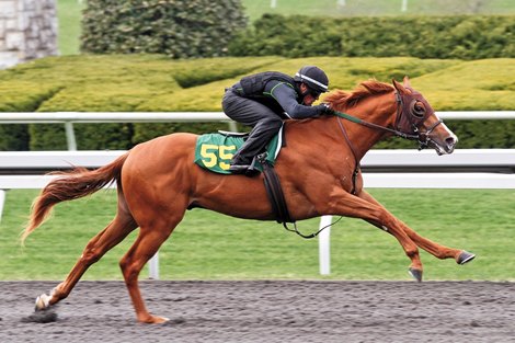 Tapit Brother Retired to Stud at O'Sullivan Farms - BloodHorse