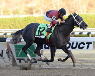 Cairo Prince - Horse Profile - BloodHorse