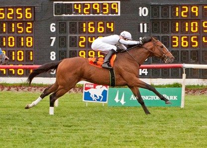 General Election - Horse Profile - BloodHorse