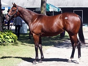 Distorted Humor Filly Brings $1 Million - BloodHorse