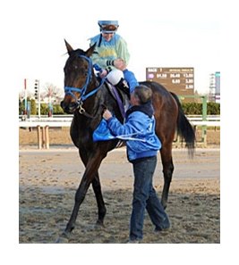 Jockey Jackie Davis Involved in Aqueduct Fall - BloodHorse