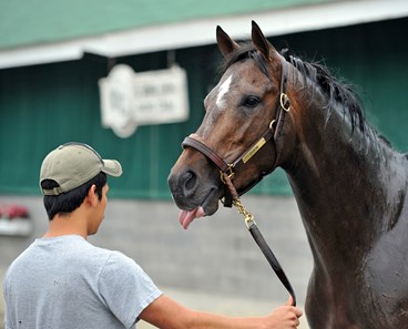 Oxbow - Horse Profile - BloodHorse