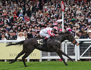 Sole Power (GB) - Horse Profile - BloodHorse