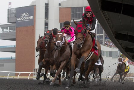 Midnight Aria - Horse Profile - BloodHorse