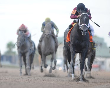 Cairo Prince - Horse Profile - BloodHorse