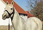 Leading Sire of 2014 - Tapit - Video - - BloodHorse