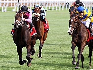 Jack Milton - Horse Profile - BloodHorse