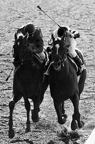 Affirmed - Horse Profile - BloodHorse