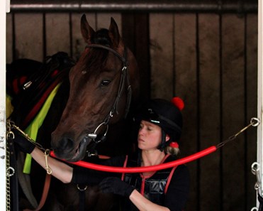 Orb - Horse Profile - BloodHorse