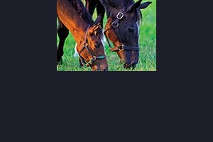 Catching Up With Southern Phantom - Slideshow - BloodHorse