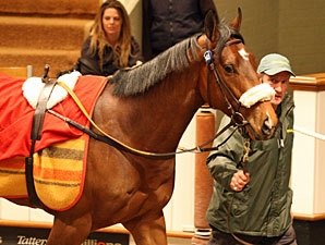 Elusive Quality Colt Sold for Record Price - BloodHorse
