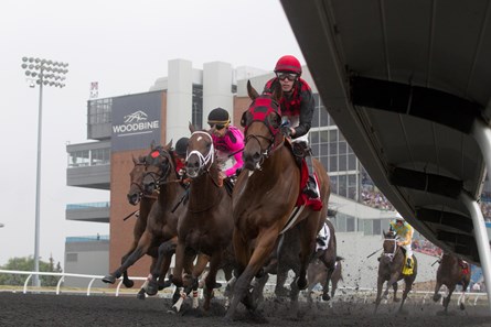 Midnight Aria - Horse Profile - BloodHorse