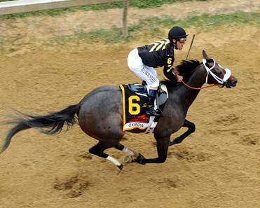 Oxbow - Horse Profile - BloodHorse