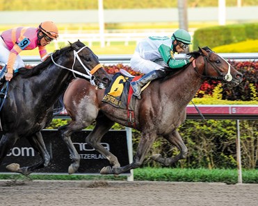 Csaba - Horse Profile - BloodHorse