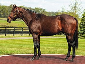 The Outcrossing Advantage | BloodHorse.com