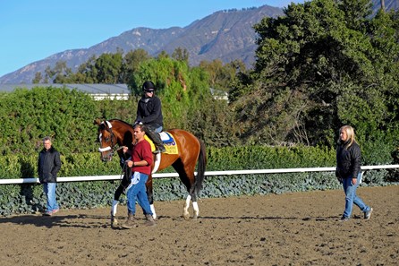 Mucho Macho Man - Horse Profile - BloodHorse