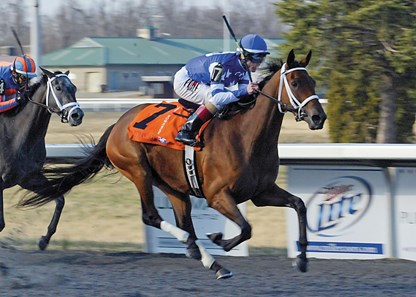 Aurelia's Belle - Horse Profile - BloodHorse