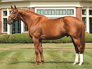 One-Fifth Curlin Share Surpasses $6 Million - BloodHorse
