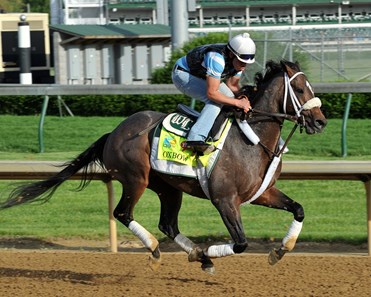 Oxbow - Horse Profile - BloodHorse