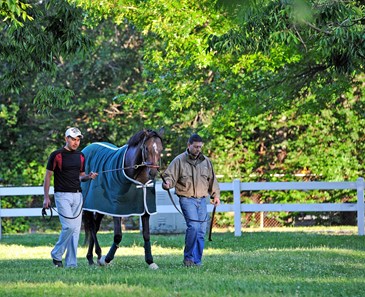 Oxbow - Horse Profile - BloodHorse