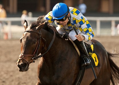 Open Water - Horse Profile - BloodHorse