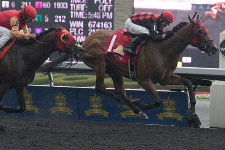 Midnight Aria - Horse Profile - BloodHorse