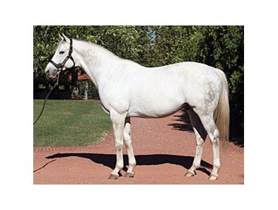 Tapit's Stud Fee Doubles for 2015 Season - BloodHorse