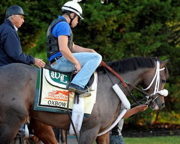 Oxbow - Horse Profile - BloodHorse