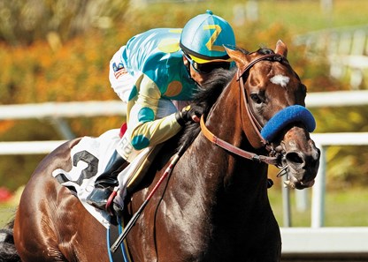 Paynter - Horse Profile - BloodHorse