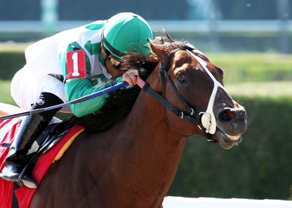 Csaba - Horse Profile - BloodHorse