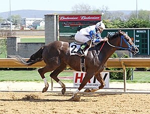 Russell Road - Horse Profile - BloodHorse