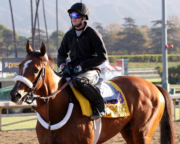 Mucho Macho Man - Horse Profile - BloodHorse