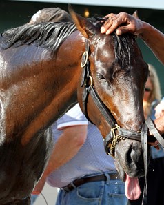 Orb - Horse Profile - BloodHorse