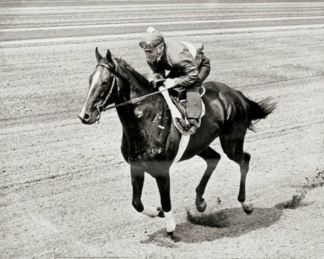 Sechrest Developed Bold Bidder Into a Champion - BloodHorse