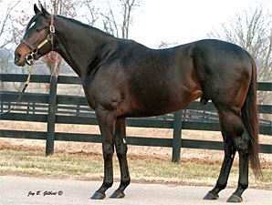 Rainmaker Sires First Winner - BloodHorse