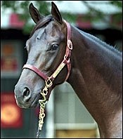 Vindication Gets First Mare in Foal - BloodHorse