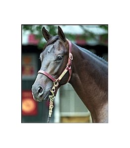 Vindication Gets First Mare in Foal - BloodHorse