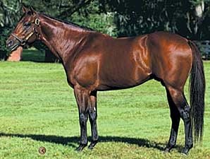 Trippi to South Africa - BloodHorse