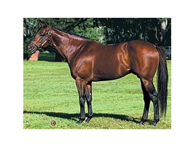 Trippi to South Africa - BloodHorse