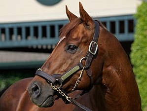 Distorted Humor Sires 100th Stakes Winner - BloodHorse