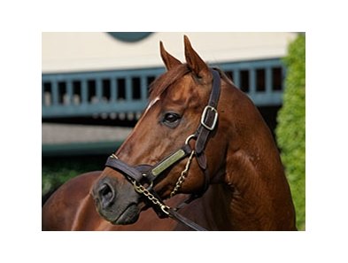 Distorted Humor Sires 100th Stakes Winner - BloodHorse
