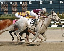 Tapit Retired to Stud at Gainesway Farm - BloodHorse
